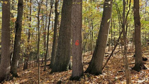 Emerald ash borer killing trees across Newport area, public meeting set ...