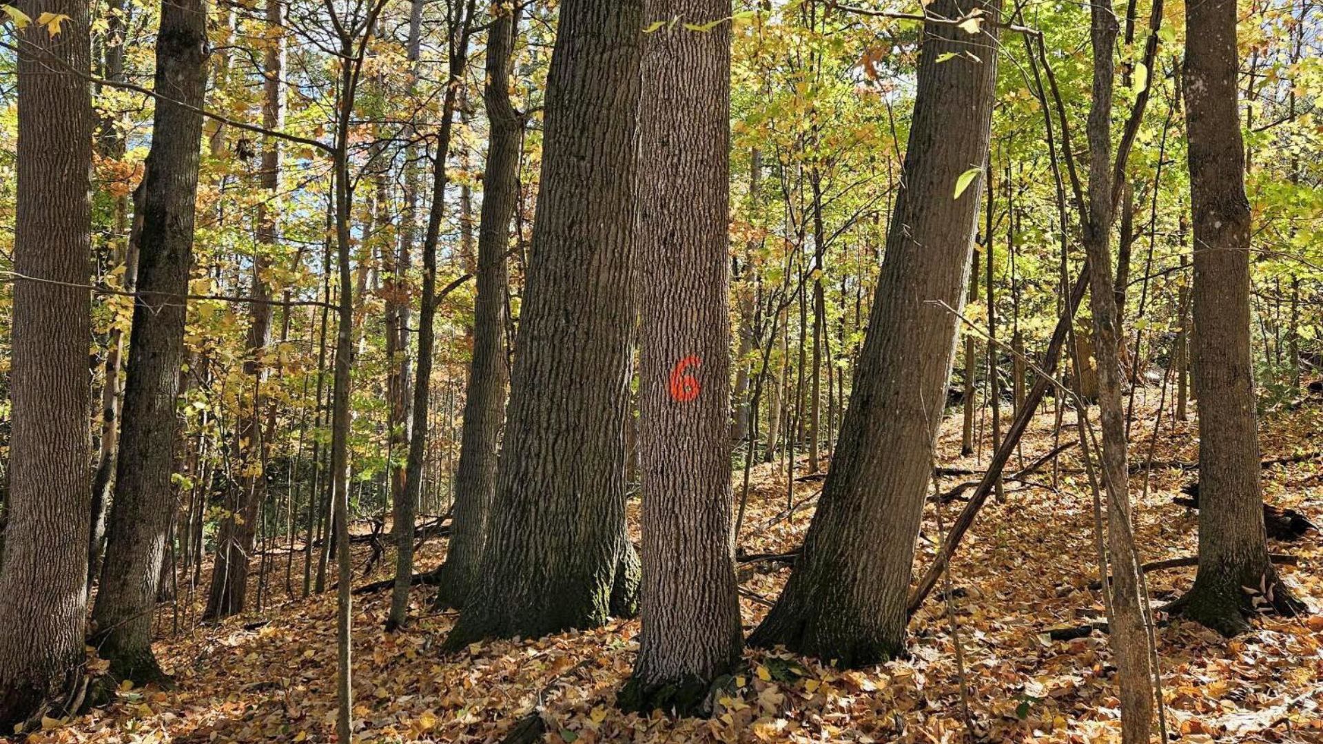 Emerald ash borer killing trees across Newport area, public meeting set ...